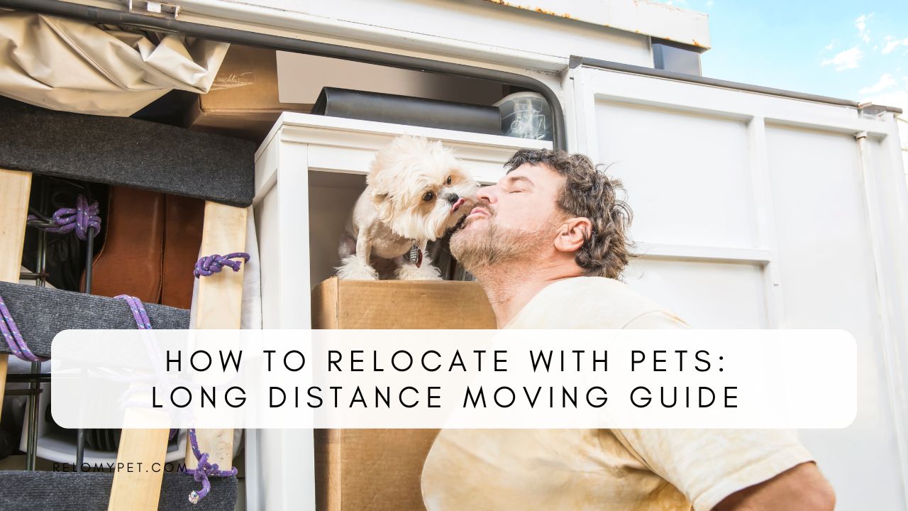 HOW TO RELOCATE WITH PETS | Relopet International