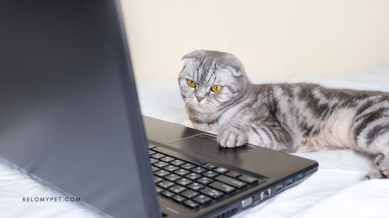 CAT RELOCATION: 4 THINGS TO KNOW | Relopet International