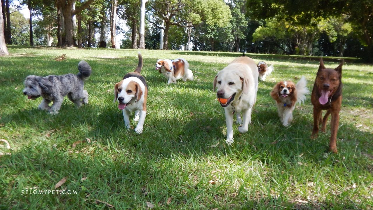 TOP 10 PET-FRIENDLY CITIES IN THE WORLD