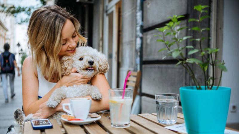 TOP 10 PET-FRIENDLY CITIES IN THE WORLD