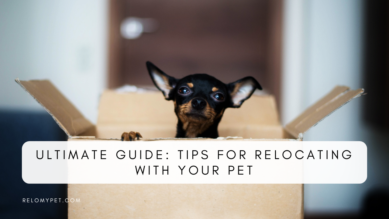 TIPS FOR RELOCATING WITH YOUR PET | Relopet International TIPS FOR RELOCATING WITH YOUR PET | Relopet International