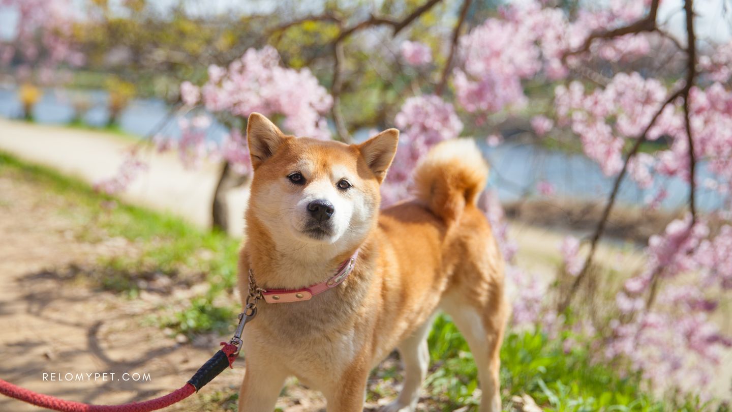 MOVING TO JAPAN WITH A DOG | Relopet International