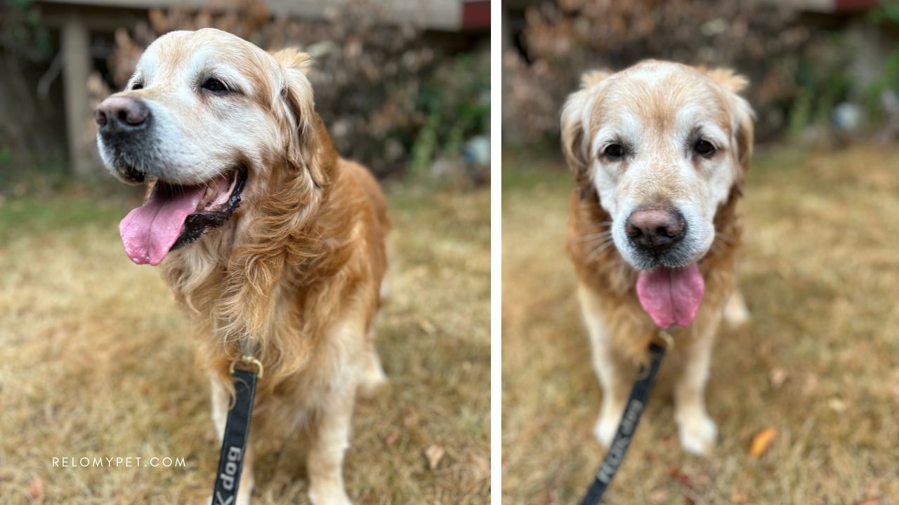 PET MOVE OF THE MONTH: IGOR TRAVELS TO FRANCE | Relopet International