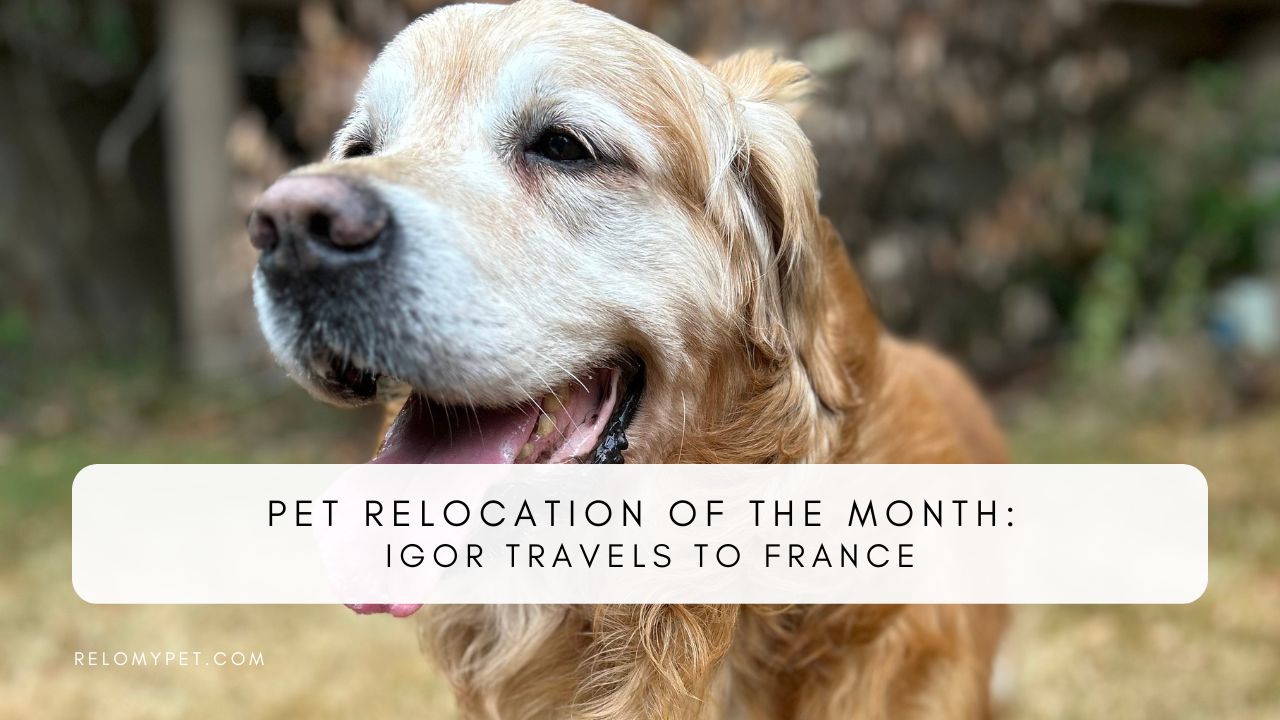 PET MOVE OF THE MONTH: IGOR TRAVELS TO FRANCE | Relopet International