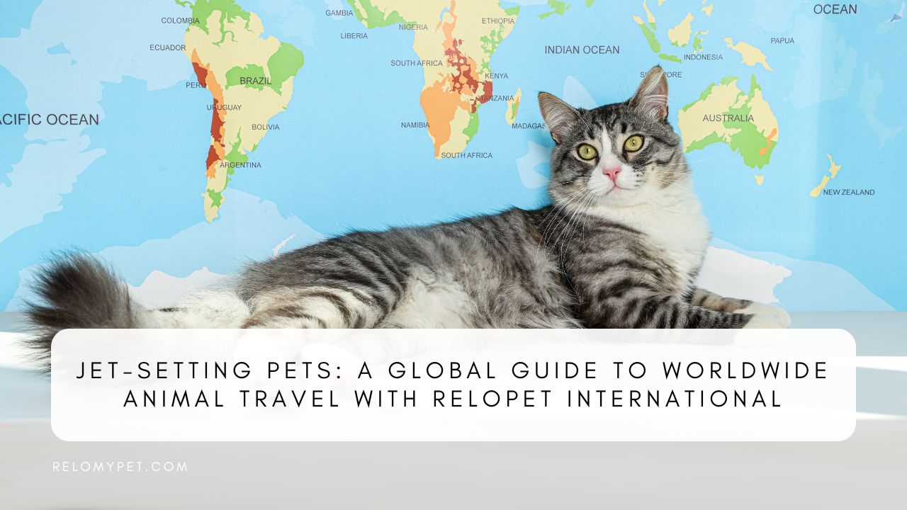 A Global Guide to Worldwide Animal Travel | Relopet International