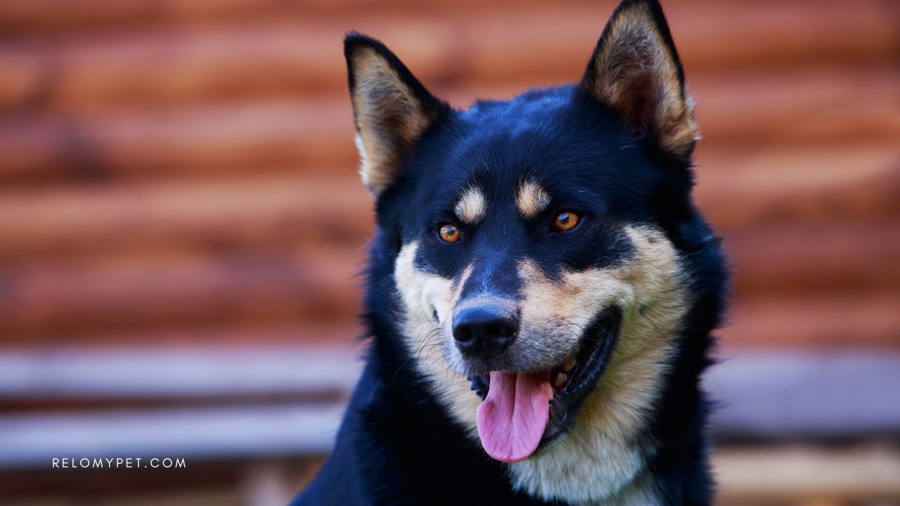 Bringing Pets to Malaysia | Relopet International