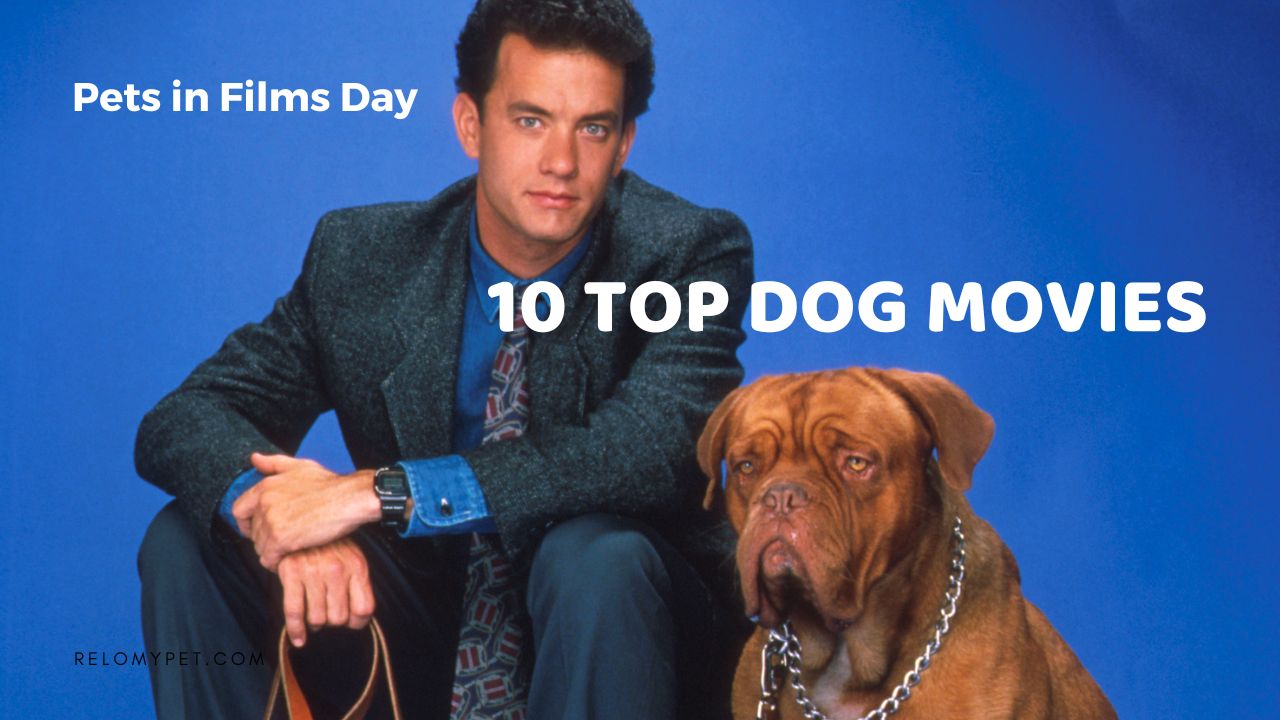 Pets in Films Day: Top 10 Cat and Dog Movies | Relopet International