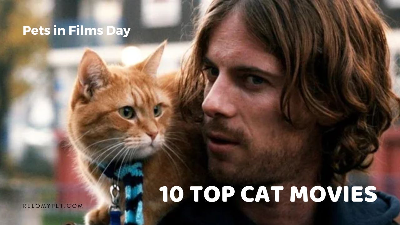 Pets in Films Day: Top 10 Cat and Dog Movies | Relopet International