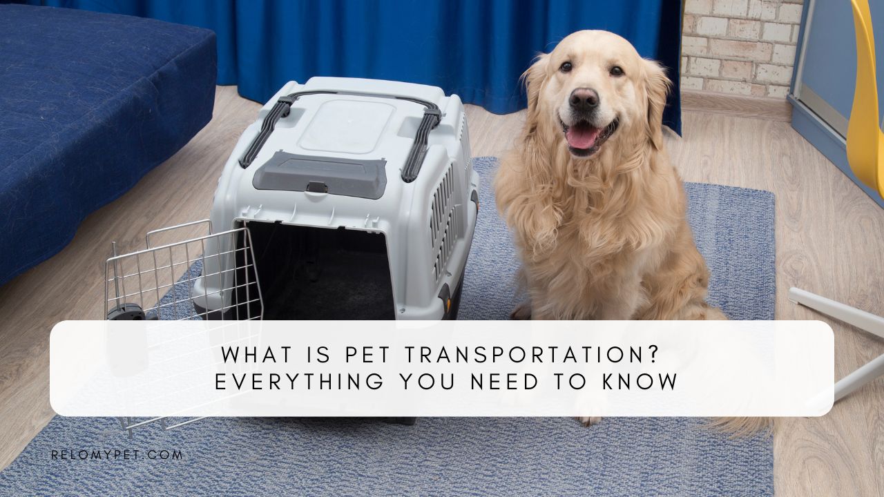 What Is Pet Transportation? 5 Reasons to Use a Pro
